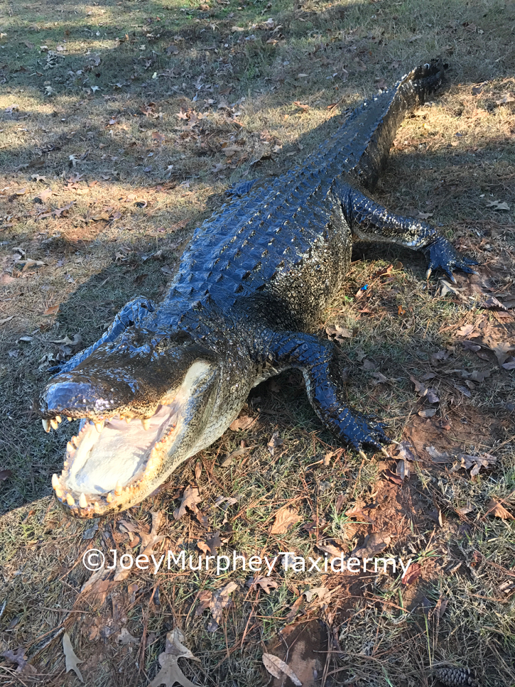 MS Taxidermist Joey Murphey in Chunky Mississippi | MS Taxidermy