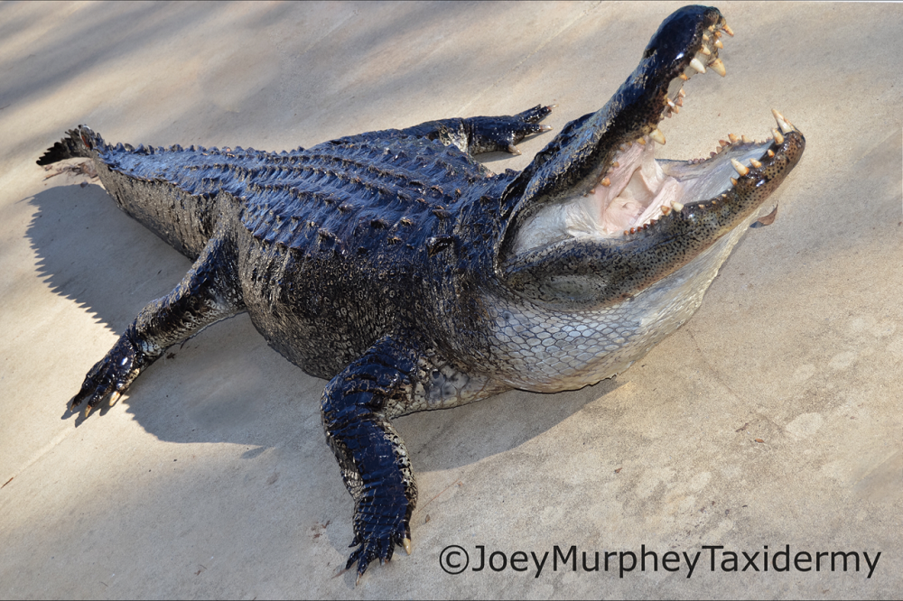 MS Taxidermist Joey Murphey in Chunky Mississippi | MS Taxidermy